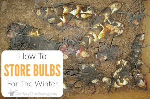How To Dig Up & Store Bulbs For The Winter - Get Busy Gardening