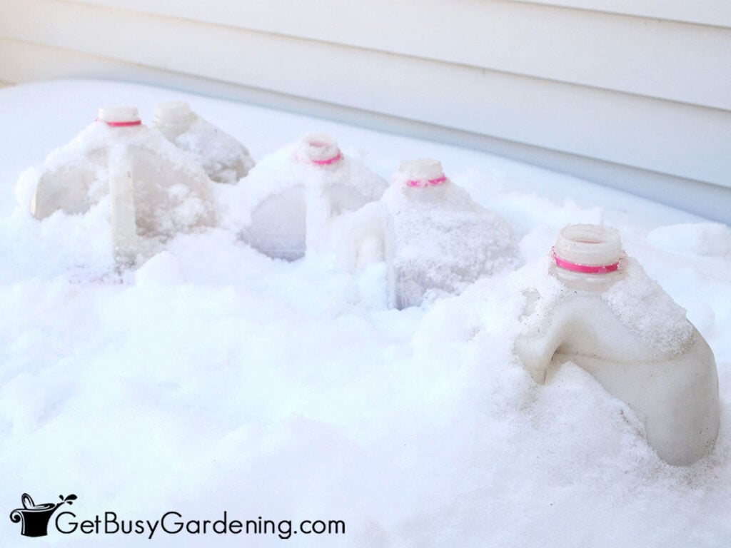 Winter Sowing Seeds: A Quick-Start Guide - Get Busy Gardening