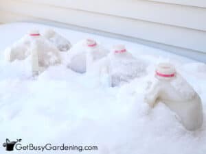 Winter Sowing Seeds: A Quick-Start Guide - Get Busy Gardening