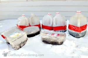 Winter Sowing Seeds: A Quick-Start Guide - Get Busy Gardening