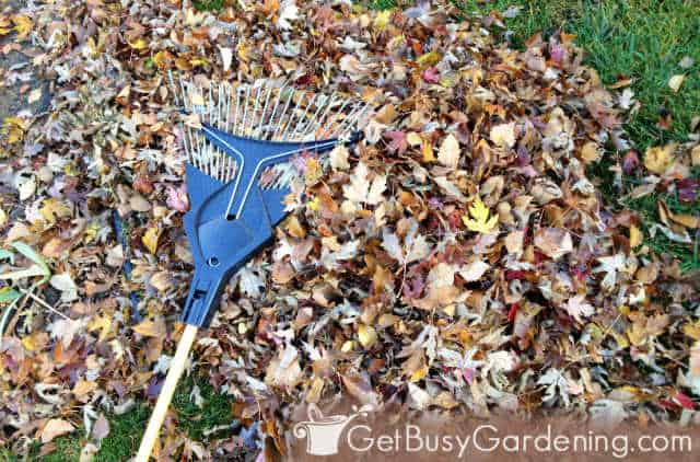 When To Rake Your Lawn In The Spring - Get Busy Gardening
