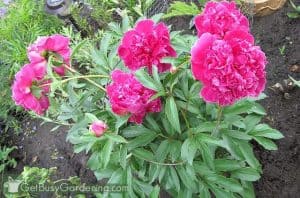 Peony Supports & Tips For How To Keep Peonies From Falling Over