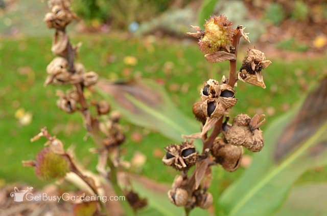 Canna Flower Bulbs Tips For Planting Growing And Storing Canna Lilies
