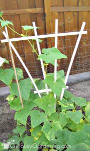 Growing Cucumbers On A Trellis Vertically - Complete How To Guide