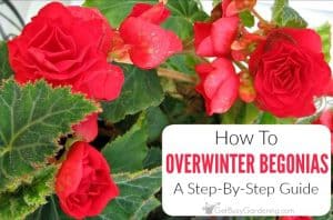 How To Overwinter Begonias Indoors (3 Easy Ways!) - Get Busy Gardening