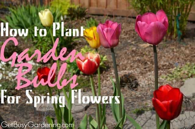 How To Plant Garden Bulbs For Spring Flowers