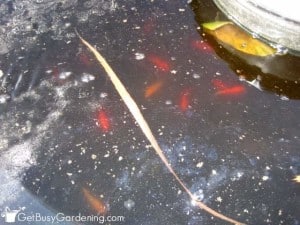 How To Winterize A Pond In 6 Easy Steps - Get Busy Gardening