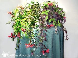 Lipstick Plant Care Guide: How To Grow Aeschynanthus radicans