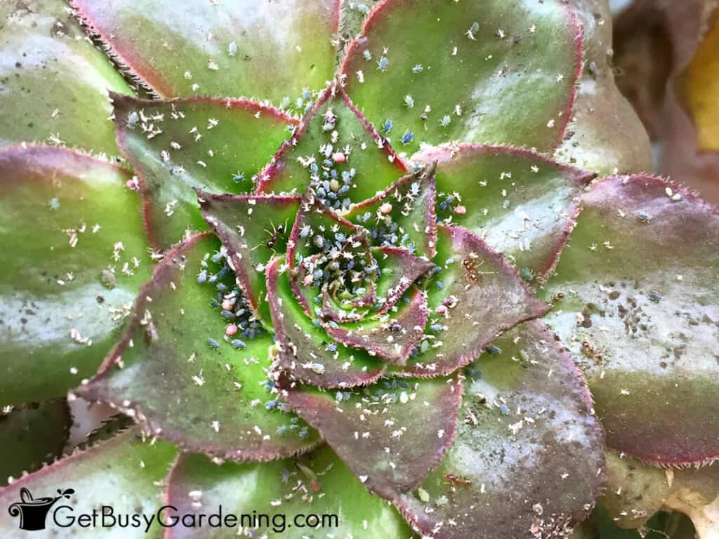 How To Get Rid Of Aphids On Houseplants, For Good! - Get Busy Gardening
