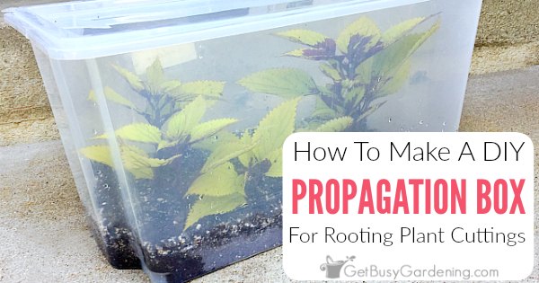 Make A DIY Propagation Box In 3 Easy Steps - Get Busy Gardening
