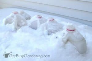 Winter Sowing Containers: What Works & What Doesn’t - Get Busy Gardening