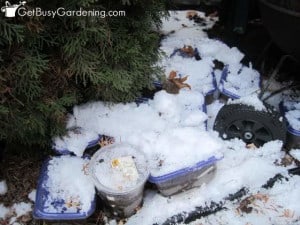 Winter Sowing Containers: What Works & What Doesn’t - Get Busy Gardening