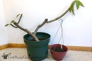 When & How To Wake Up Dormant Plants (6 Tips) - Get Busy Gardening