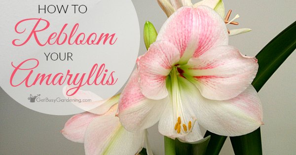 Rebloom Your Amaryllis: How To Get Amaryllis Plants To Flower Again