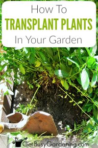 5 Steps For Transplanting Plants In Your Garden - Get Busy Gardening