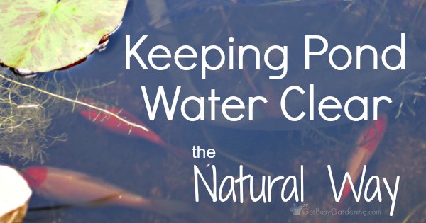 How To Keep Pond Water Clear Naturally (And Get Rid Of Pond Algae)