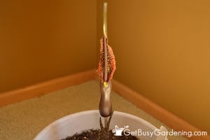 Voodoo Lily Care (Tips On Growing The Voodoo Plant)