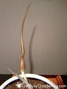 Voodoo Lily Care (Tips On Growing The Voodoo Plant)