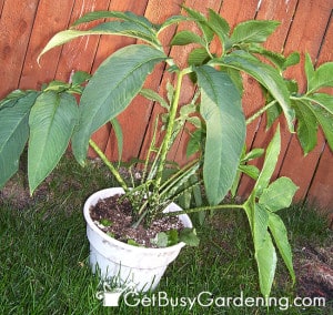 Voodoo Lily Care (Tips On Growing The Voodoo Plant)