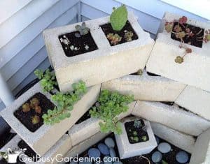 How To Make A DIY Cinder Block Planter - Get Busy Gardening