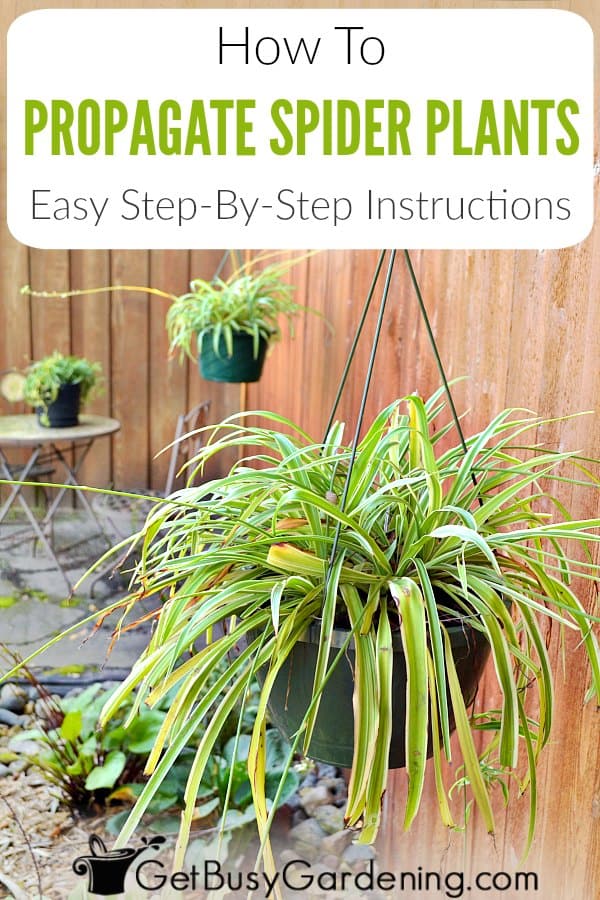 How To Propagate Spider Plants Step-By-Step - Get Busy Gardening