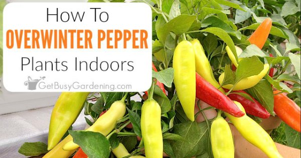 How To Overwinter Pepper Plants Indoors (3 Easy Ways!)