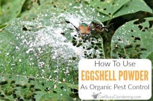 Using Eggshells As Organic Pest Control - Get Busy Gardening