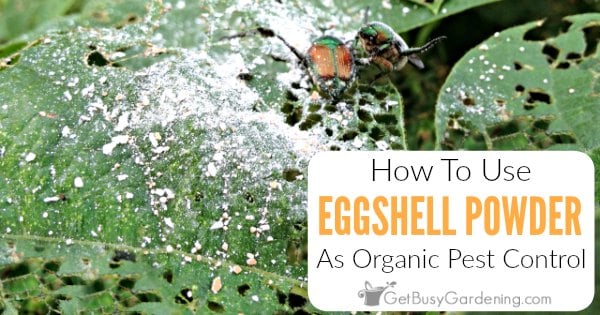 Using Eggshells As Organic Pest Control - Get Busy Gardening
