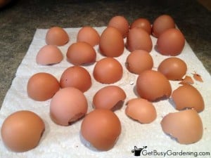 Using Eggshells As Organic Pest Control - Get Busy Gardening