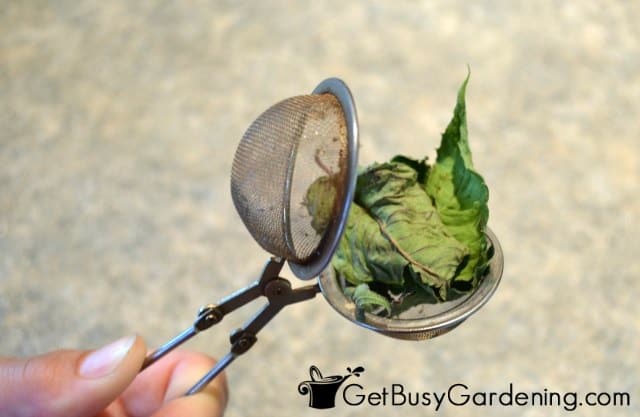 How To Make Bee Balm Tea From Your Garden - Get Busy Gardening