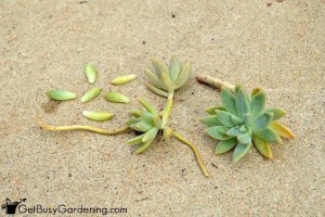 How To Propagate Succulents From Stem Cuttings Or Leaves