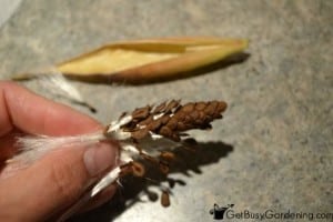 How To Harvest Butterfly Weed Seeds - Get Busy Gardening