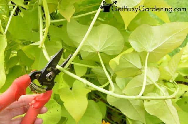 How To Overwinter Sweet Potato Vine Plants Or Cuttings - Get Busy Gardening