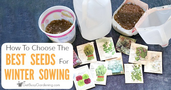 How To Choose The Best Seeds For Winter Sowing - Get Busy Gardening
