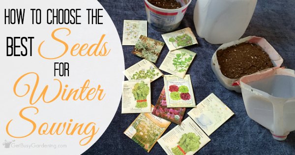 Best Seeds For Winter Sowing: Choosing What Seeds To Winter Sow