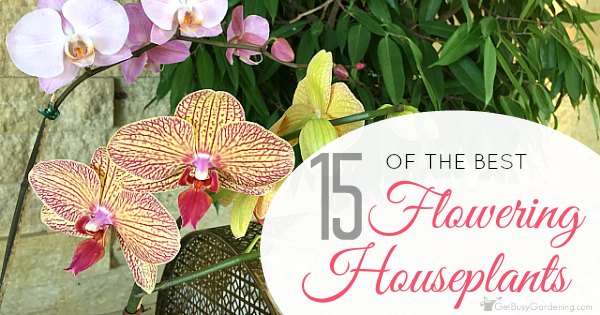 Flowering Indoor House Plants: 15 Of The Best Flowering Houseplants
