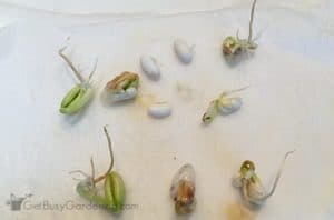 How To Tell If Seeds Are Good Or Bad: 5 Step Viability Test - Get Busy ...
