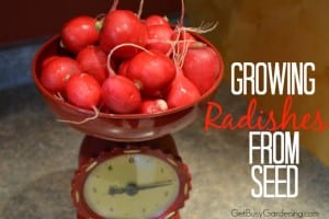 Growing Radishes From Seed - Get Busy Gardening