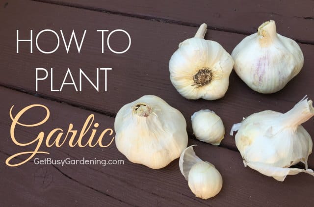 How To Plant Garlic