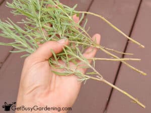 Propagating Lavender Cuttings In Soil Or Water - Get Busy Gardening