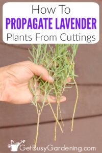 Propagating Lavender Cuttings In Soil Or Water - Get Busy Gardening