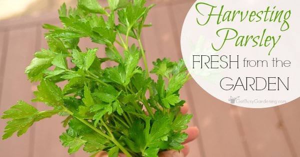 Harvesting Parsley Fresh From The Garden - Get Busy Gardening