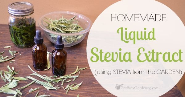 Homemade Liquid Stevia Extract (using stevia from the garden) - Get ...