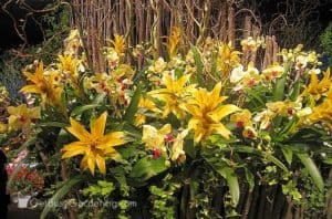 Bromeliad Plant Care & Complete Growing Guide - Get Busy Gardening
