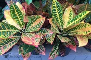 Indoor Tropical Plant Care & Complete Growing Guide - Get Busy Gardening