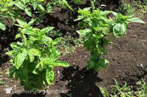 Growing Basil: Complete How To Care Guide - Get Busy Gardening