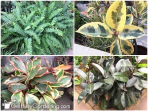 Indoor Tropical Plant Care & Complete Growing Guide - Get Busy Gardening