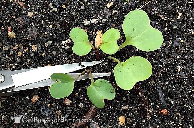 How To Thin Seedlings: A Beginner’s Guide For Thinning Out Your Seedlings