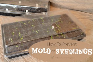 Lighting For Seedlings: A Beginner's Guide To Grow Lights For Seedlings