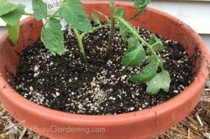 How To Choose The Best Potting Mix For Container Gardening